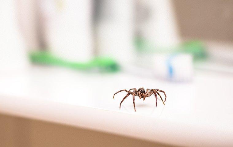 Keep Spiders Out Of Your Lakewood Home | Bugaboo Pest Control