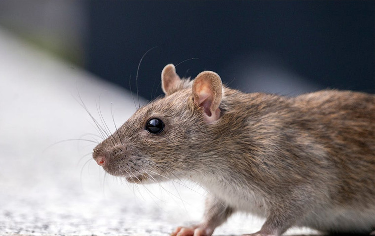 Norway Rats In Lakewood: What You Need To Know | Bugaboo Pest Control